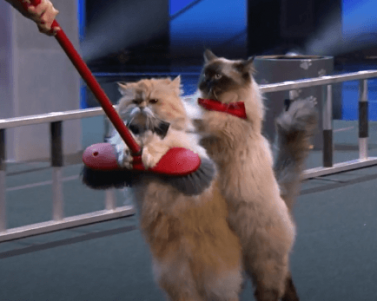The Savitsky Cats Are Back in New 'AGT' Sneak Peek